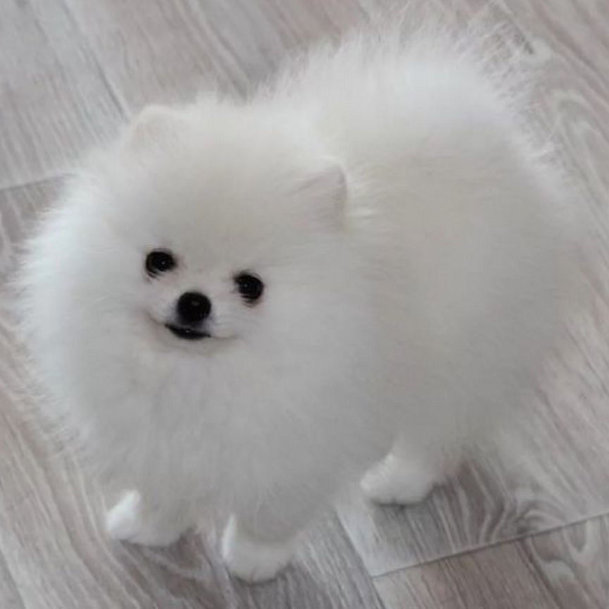 Шпиц белоснежная девочка