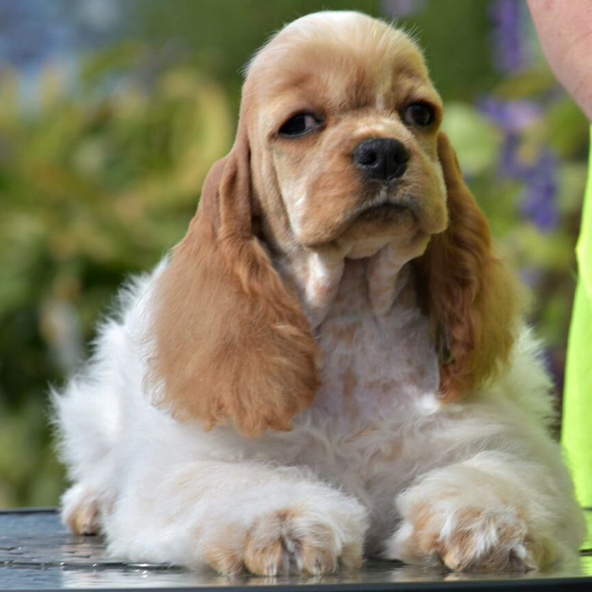 Девочка амкокера