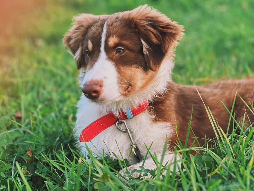 Австралийская овчарка