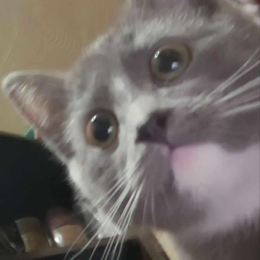 Котята в добрые руки приучены к лотку