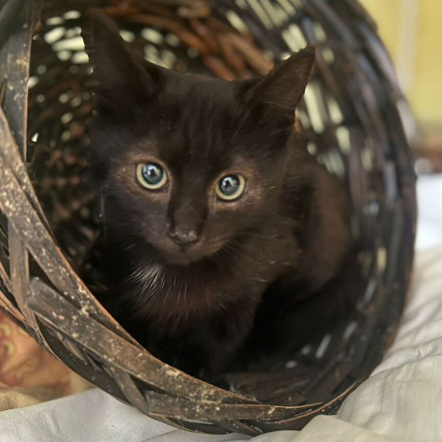 Чёрный котёнок в добрые руки