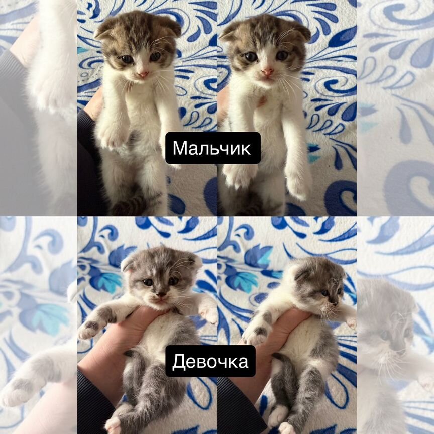 Шотландский вислоухий длинношёрстный котёнок