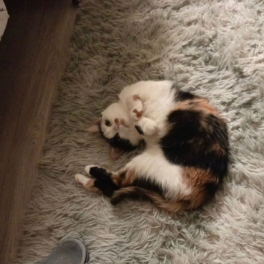 Кошка в добрые руки