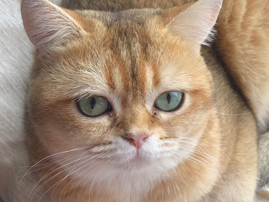 Британский кот на вязку