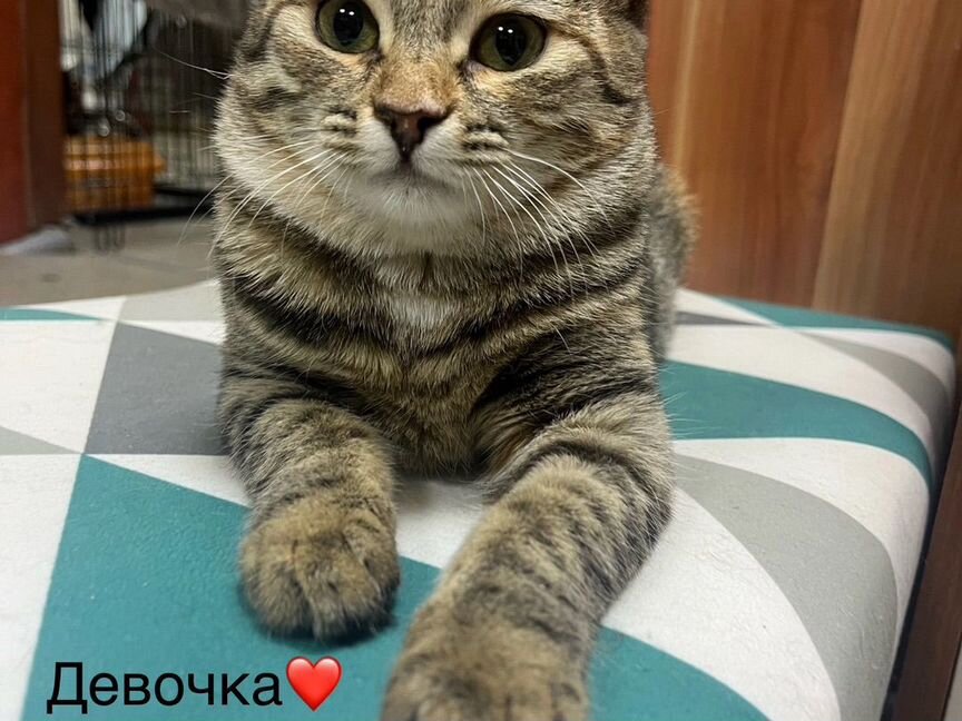 Котенок в добрые руки