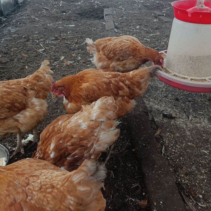 Куры несушки