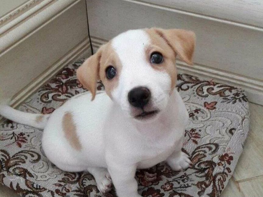 Дек рассел