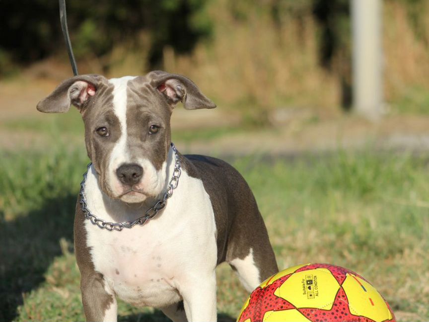 Шикарные шенки Стаффорда. Документы РКФ