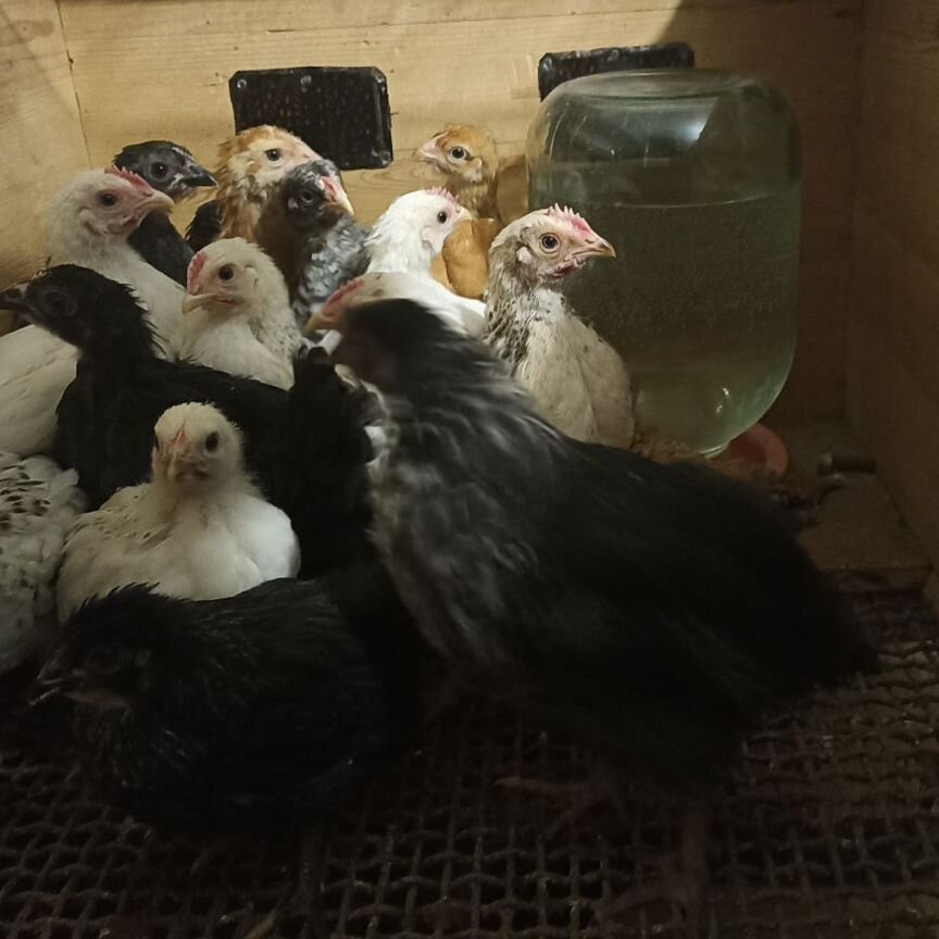 Цыплята 1 месяц