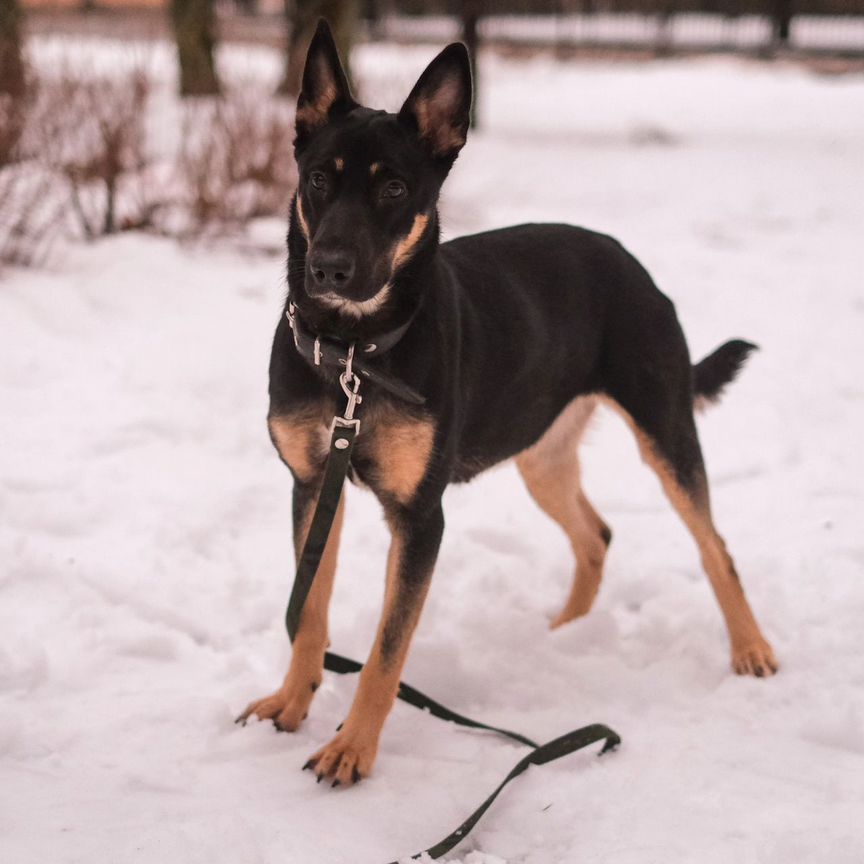 Собаки из приюта: ласковая смышлëная Шелли