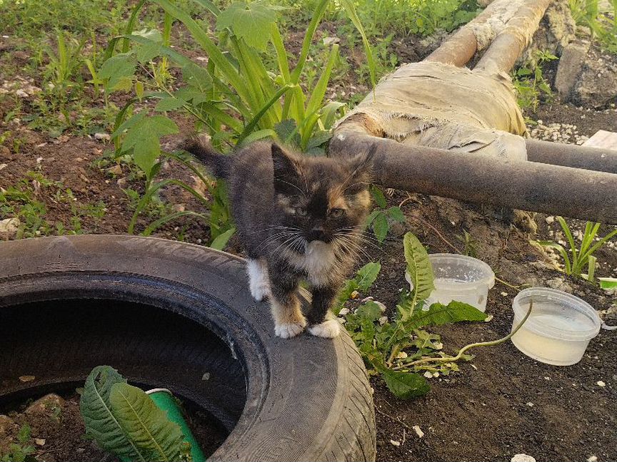 Котенок девочка трехцветная