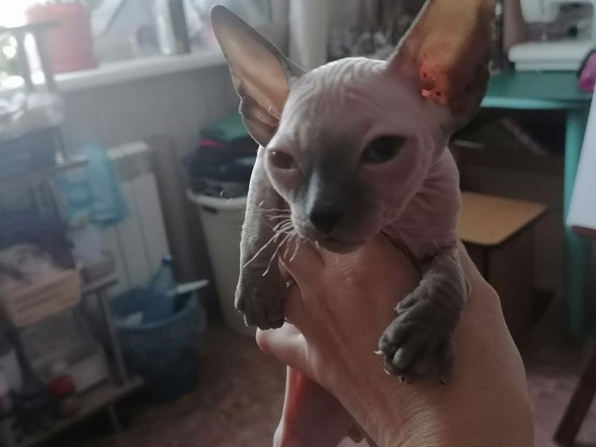 Котята сфинкс-браш