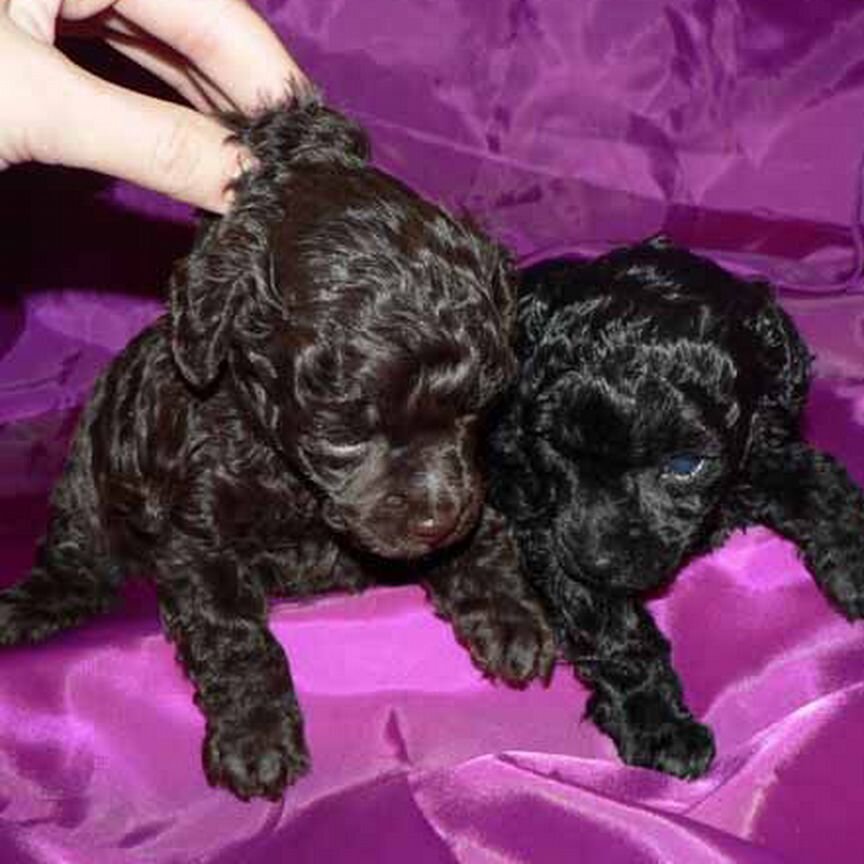 Той пудель девочки