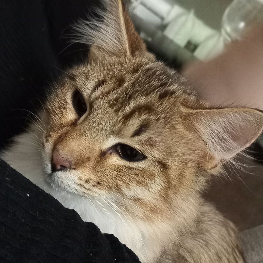 Кот смесь мейн-куна