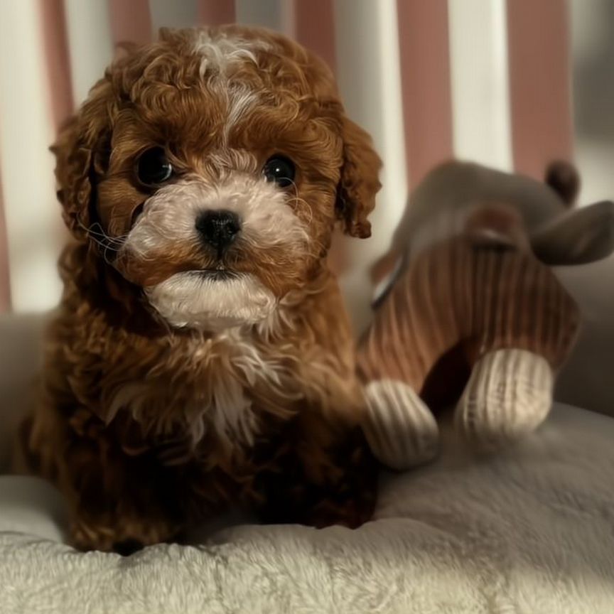 Мальтипу, щенок