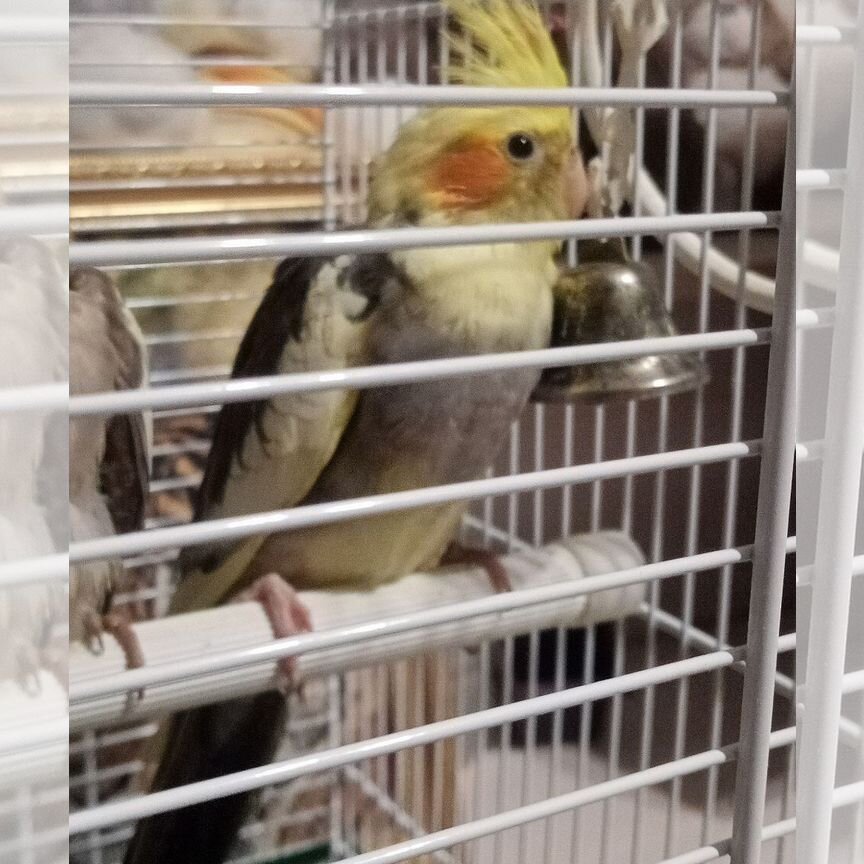 Попугай корелла птенец мальчик