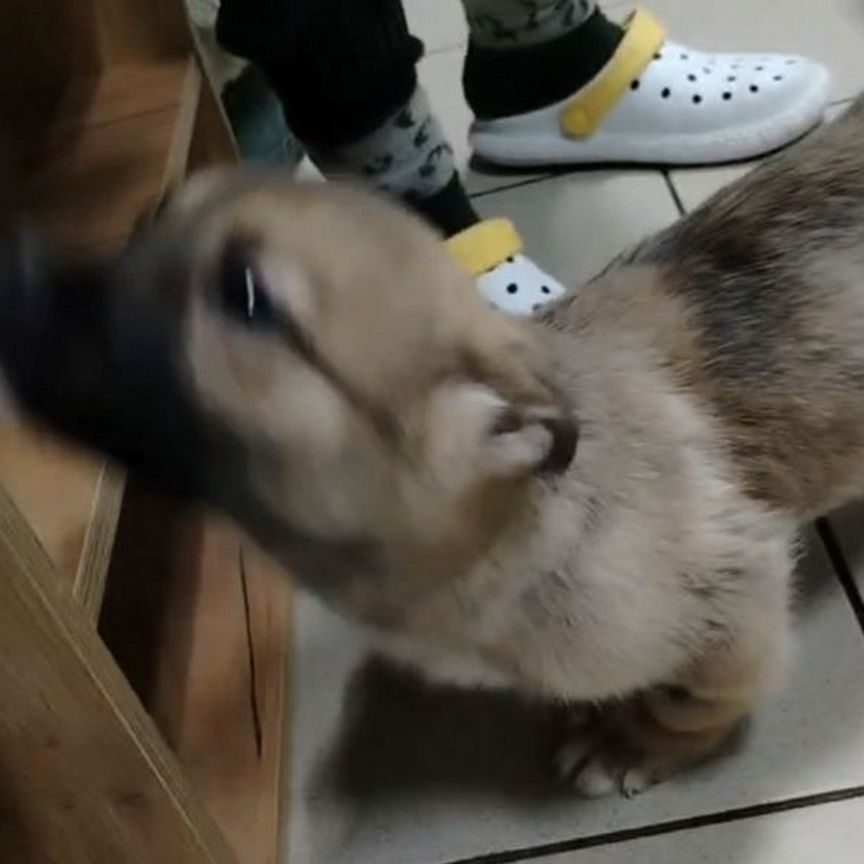 Щенок в добрые руки