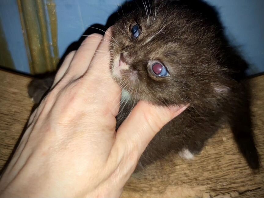 Дгг и дрг программа алтайская манчкин бамбино