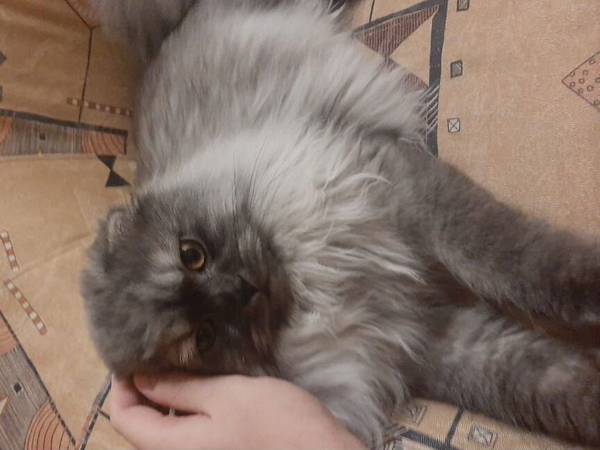 Шотланские котики