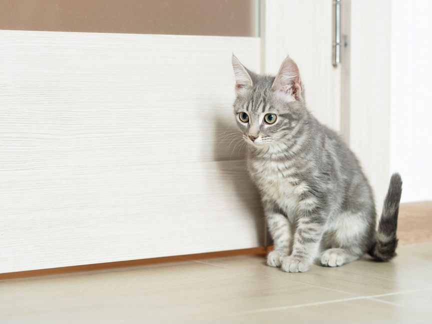 Серый ласковый котёнок в добрые руки