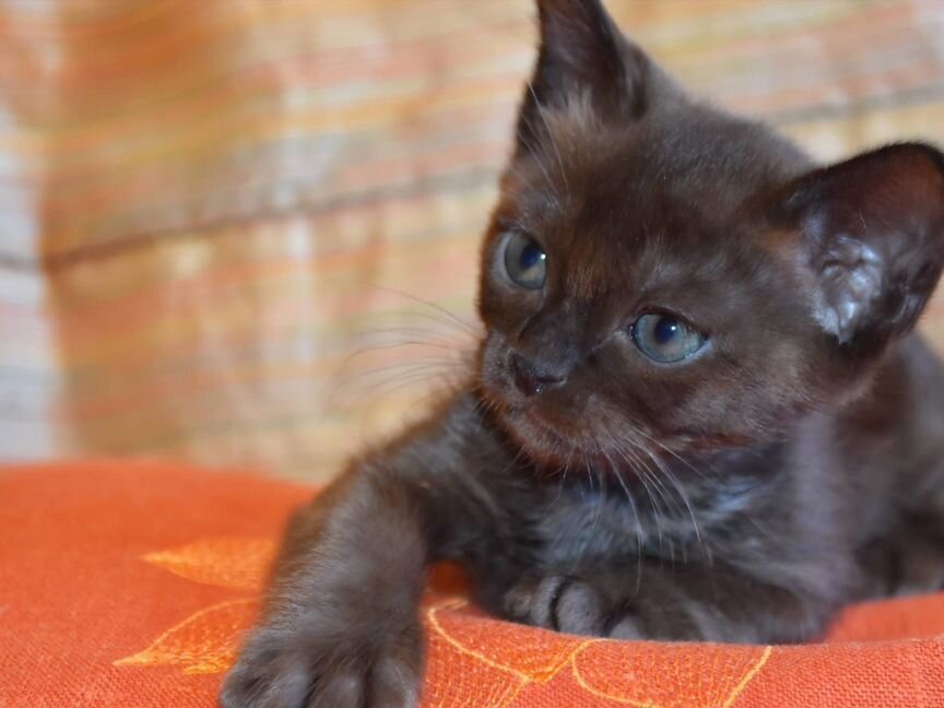 Бурманские. 3 кота