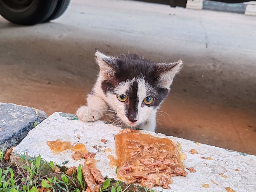 Котёнок ищет дом, подкинули во двор. Сормово