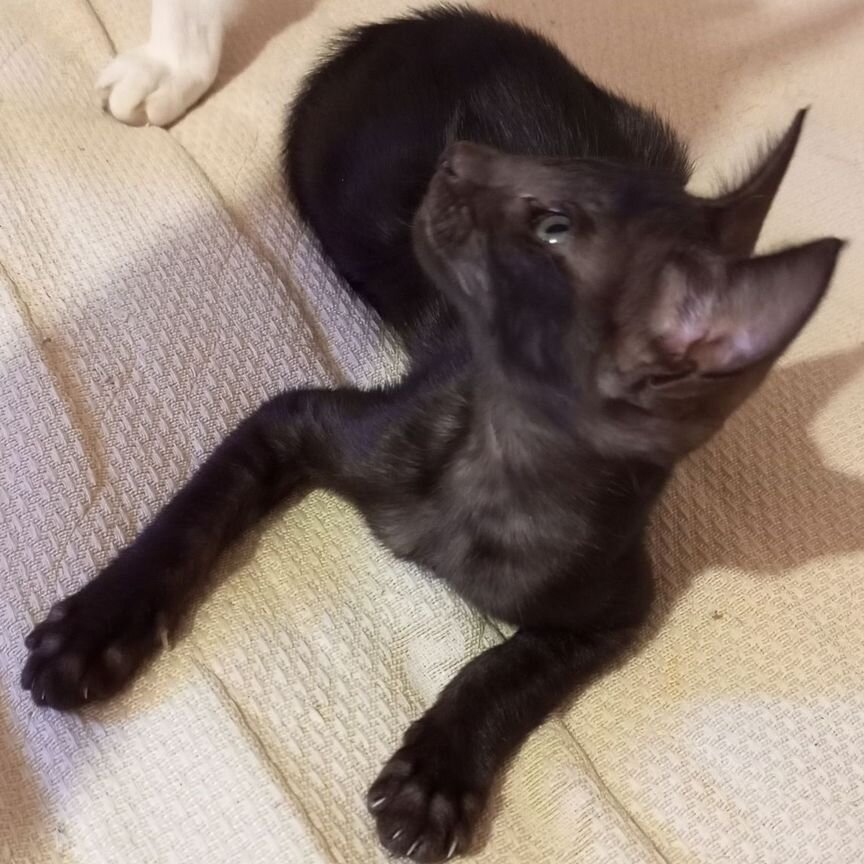 Ориентальные котята