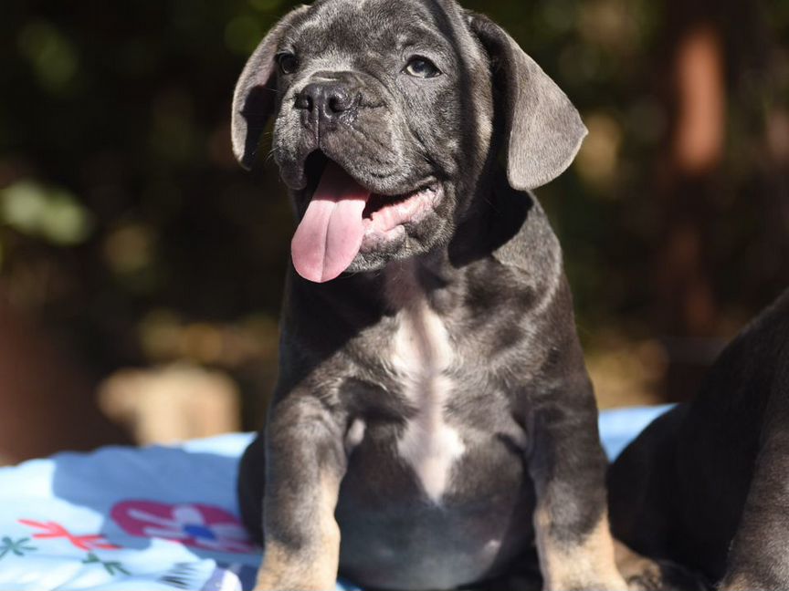 Мальчишки французики голубой подпал