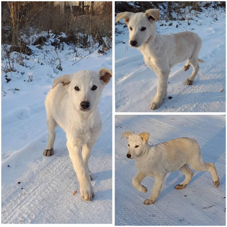 Щенок в добрые руки