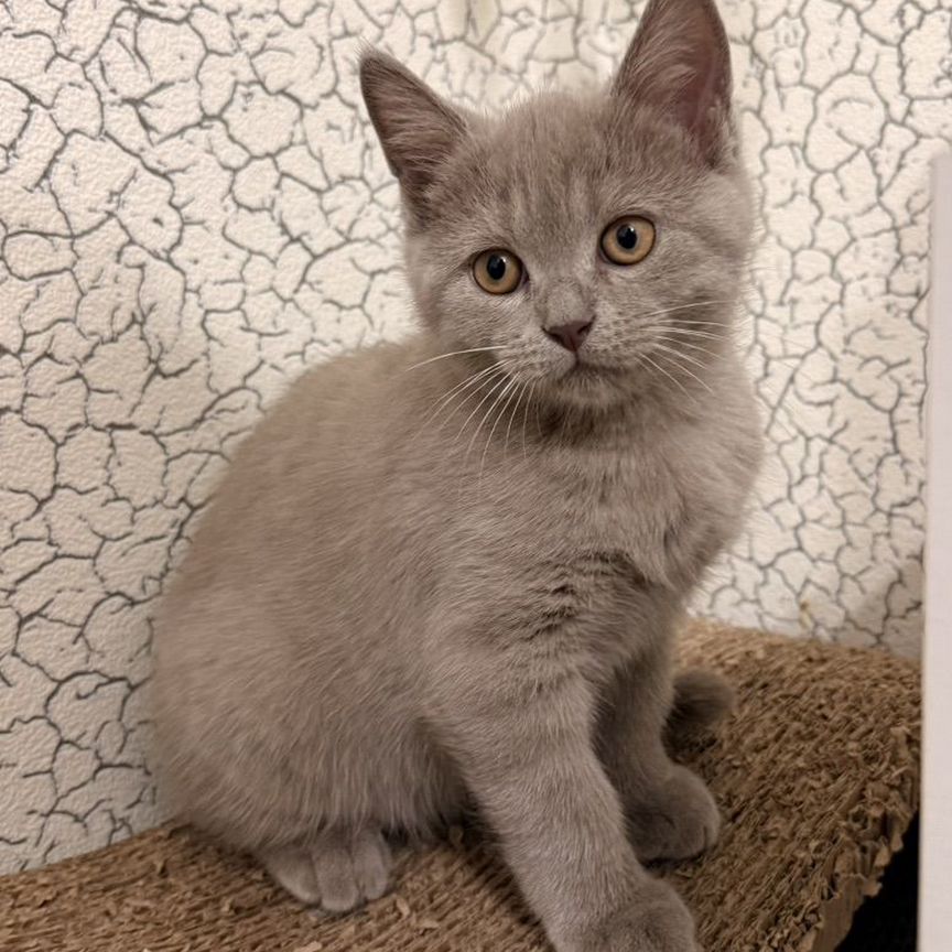 Шотландский прямоухий короткошёрстный котёнок