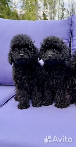 Той Пудель миниатюрный