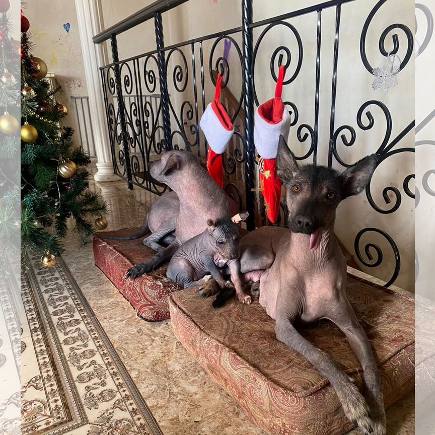 Мексиканская голая собака, щенок