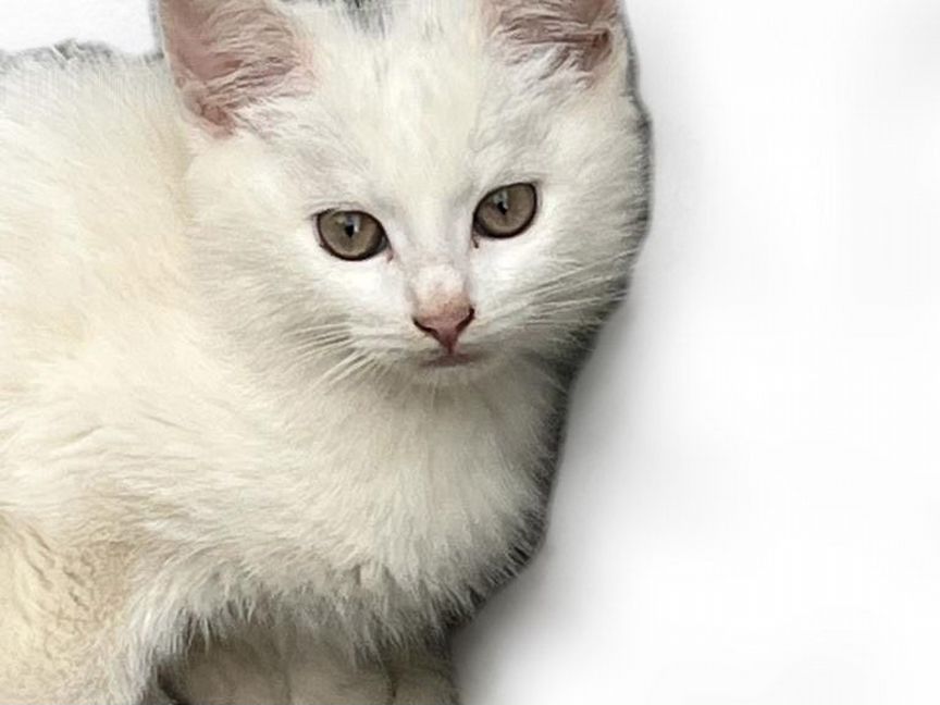 Беленький котенок Снежок