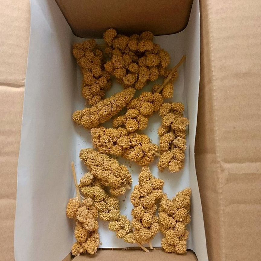 Просо колосковое чумиза. 80 г