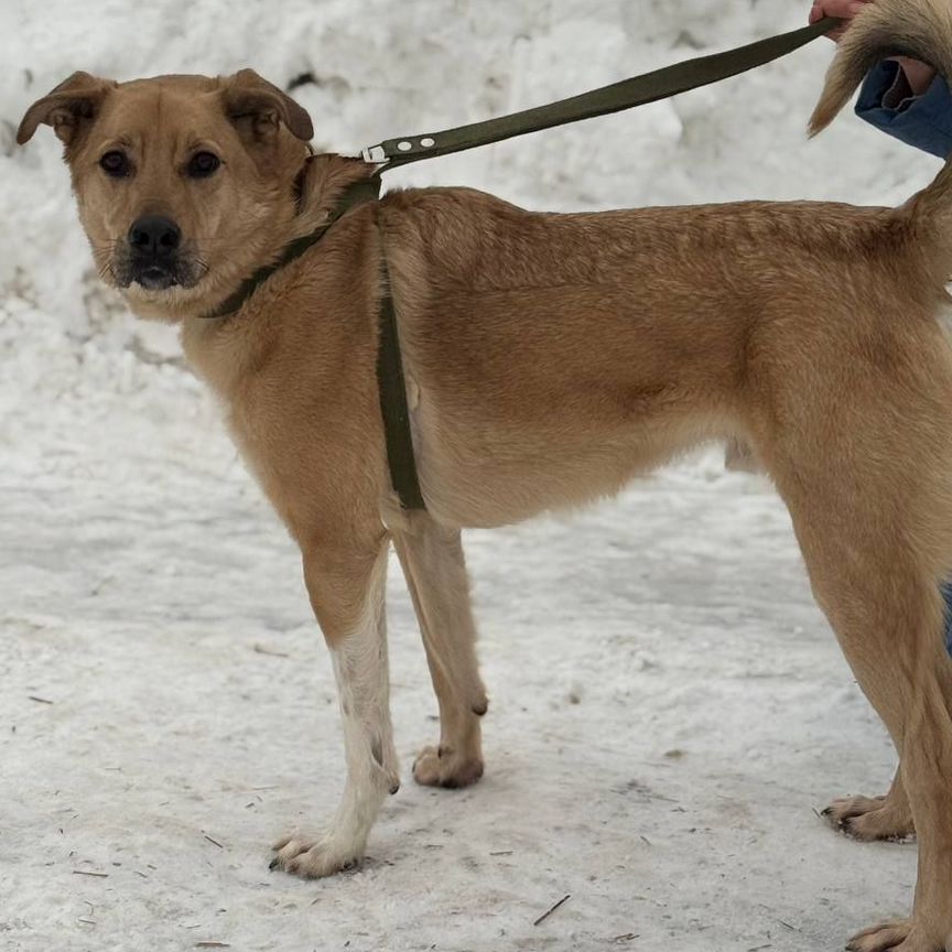 Взрослый пёс в добрые руки