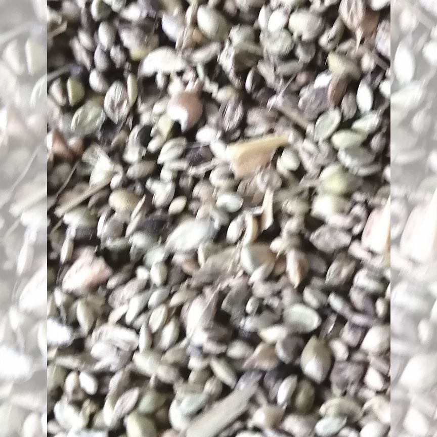 Корм для лесных певчих птиц