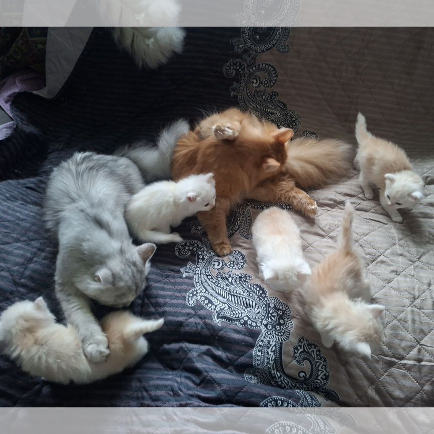 Котёнок в добрые руки