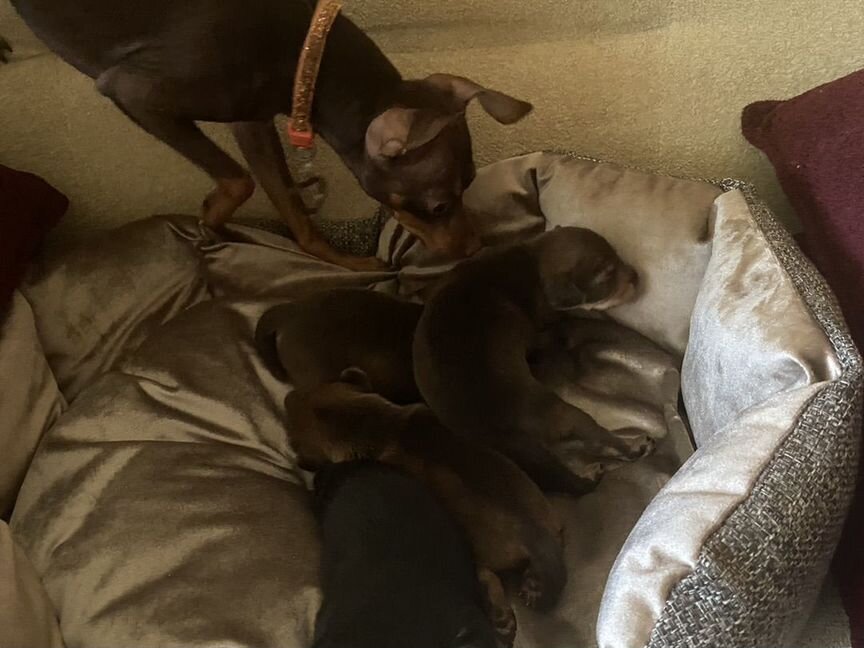 Продются веселенькие той торьеры(1месяц)