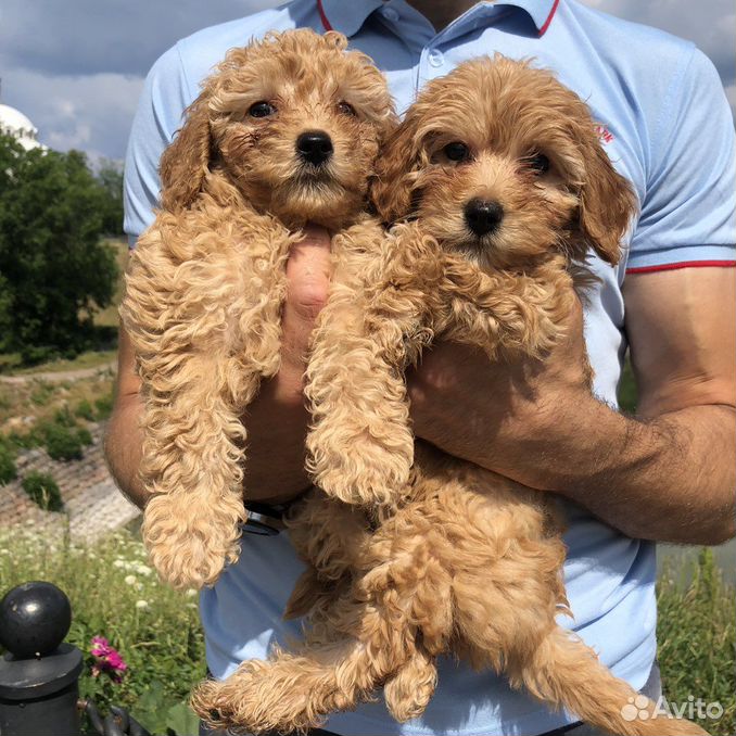 Мальтипу девчонки