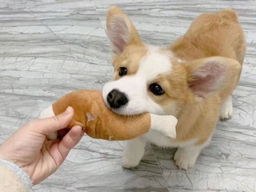 Щенок вельш корги