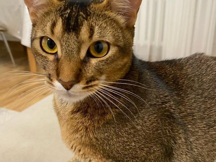 Абиссинская кошка бесплатно