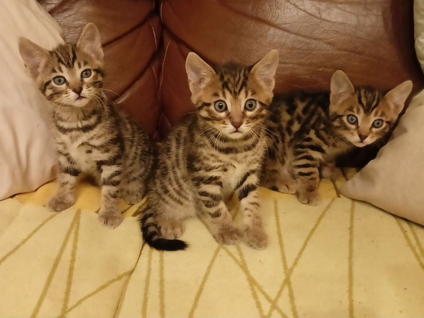 Котята
