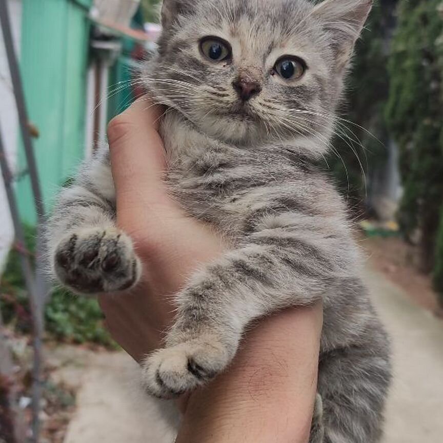 Котята в добрые руки бесплатно Крым