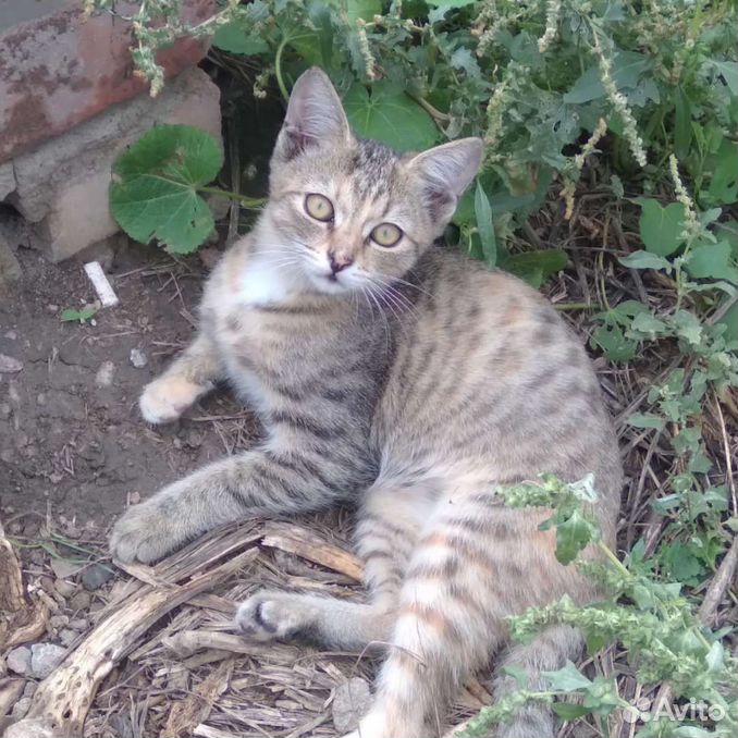 Котята