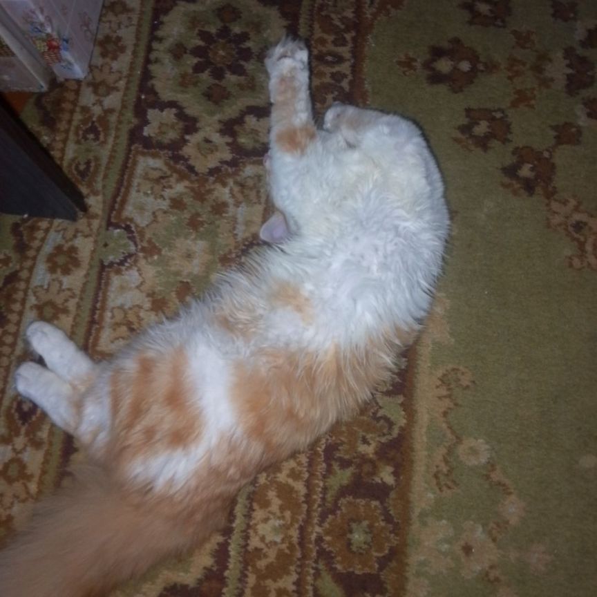 Взрослая кошка в добрые руки