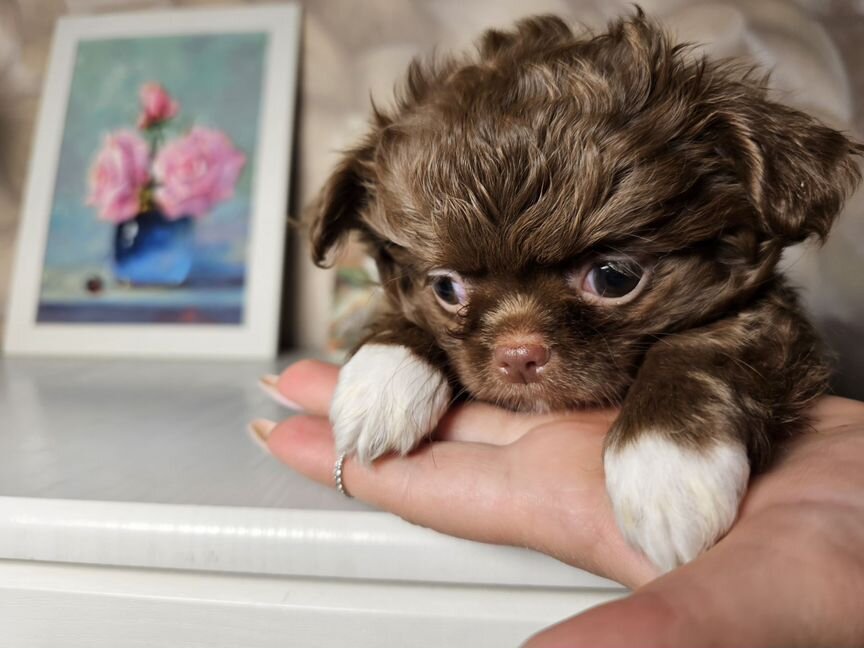 Чихуахуа девочка шоколадная