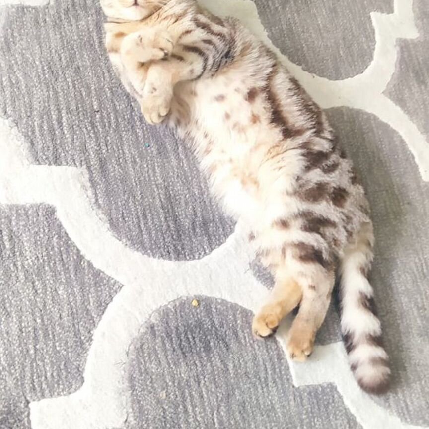 Отдам в добрые руки кошку,шотландская вислоухая