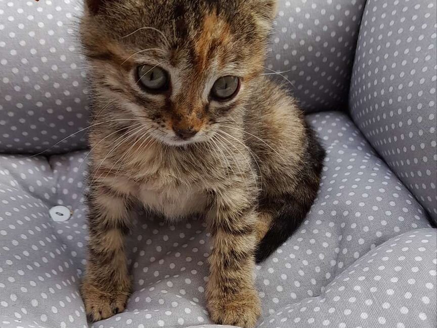 Фиона ищет дом