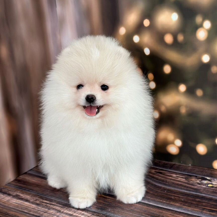 Померанский шпиц медвежьего типа