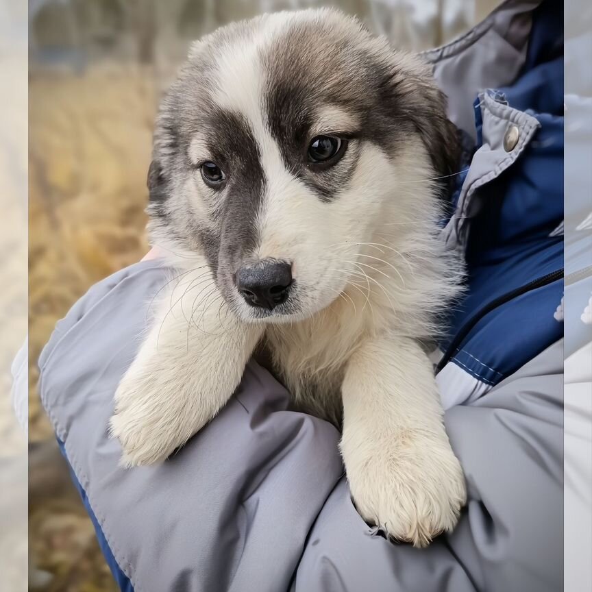 Щенок в добрые руки